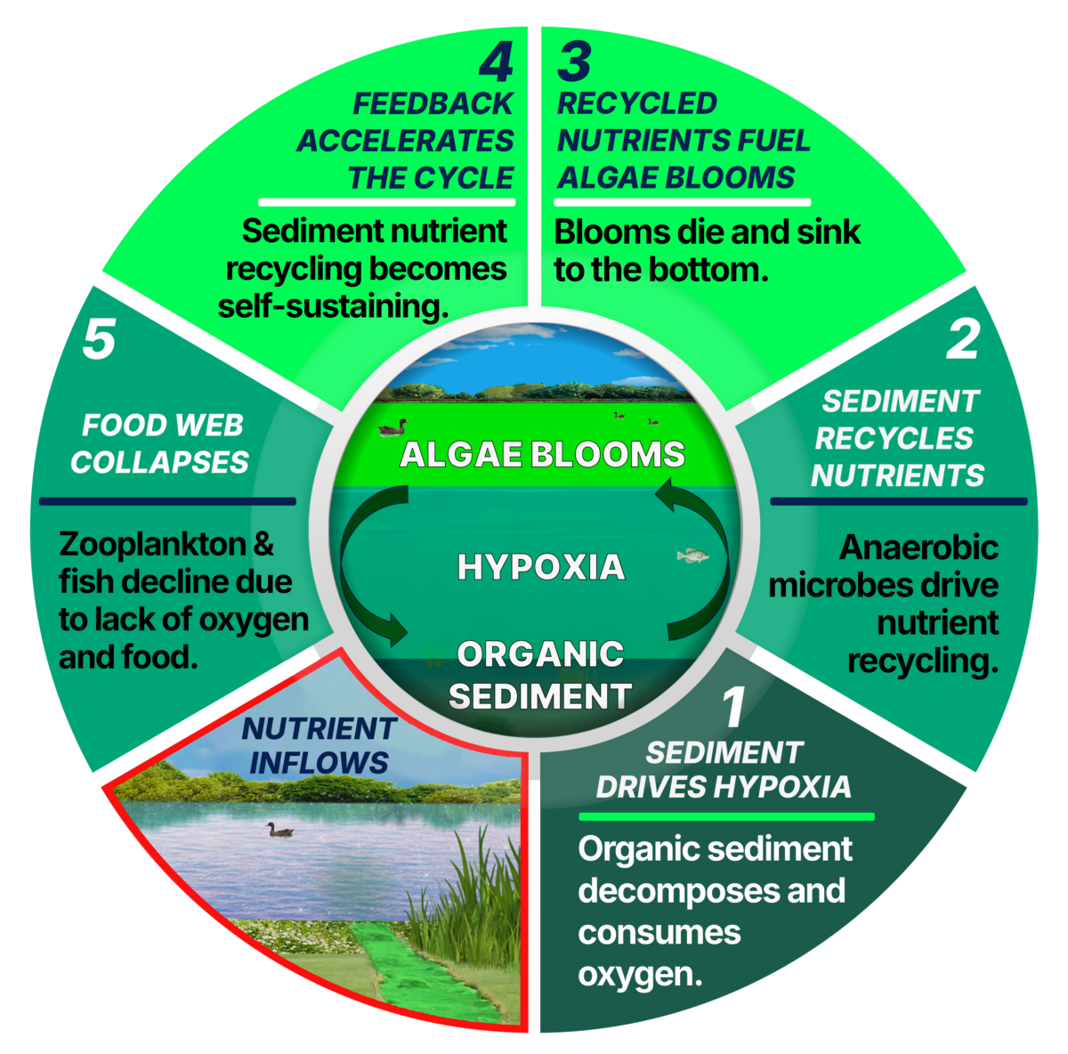 What is Eutrophication? - CLEAN-FLO