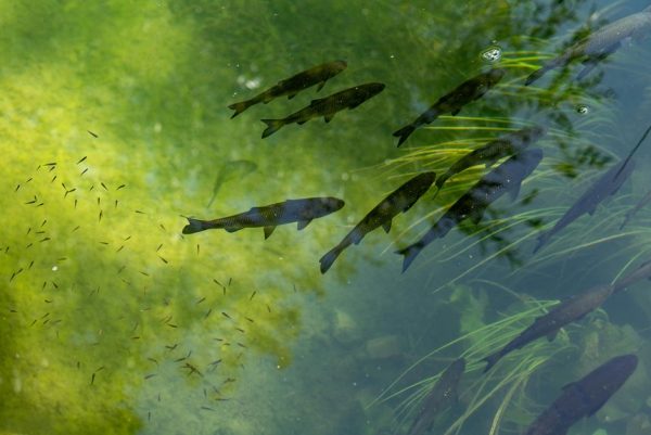 Common Causes of Fish Kills in Lakes and Retention Ponds - Clean-flo ...